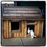 Rabbit Hutches Made from Pallets – Pallet Wood Projects